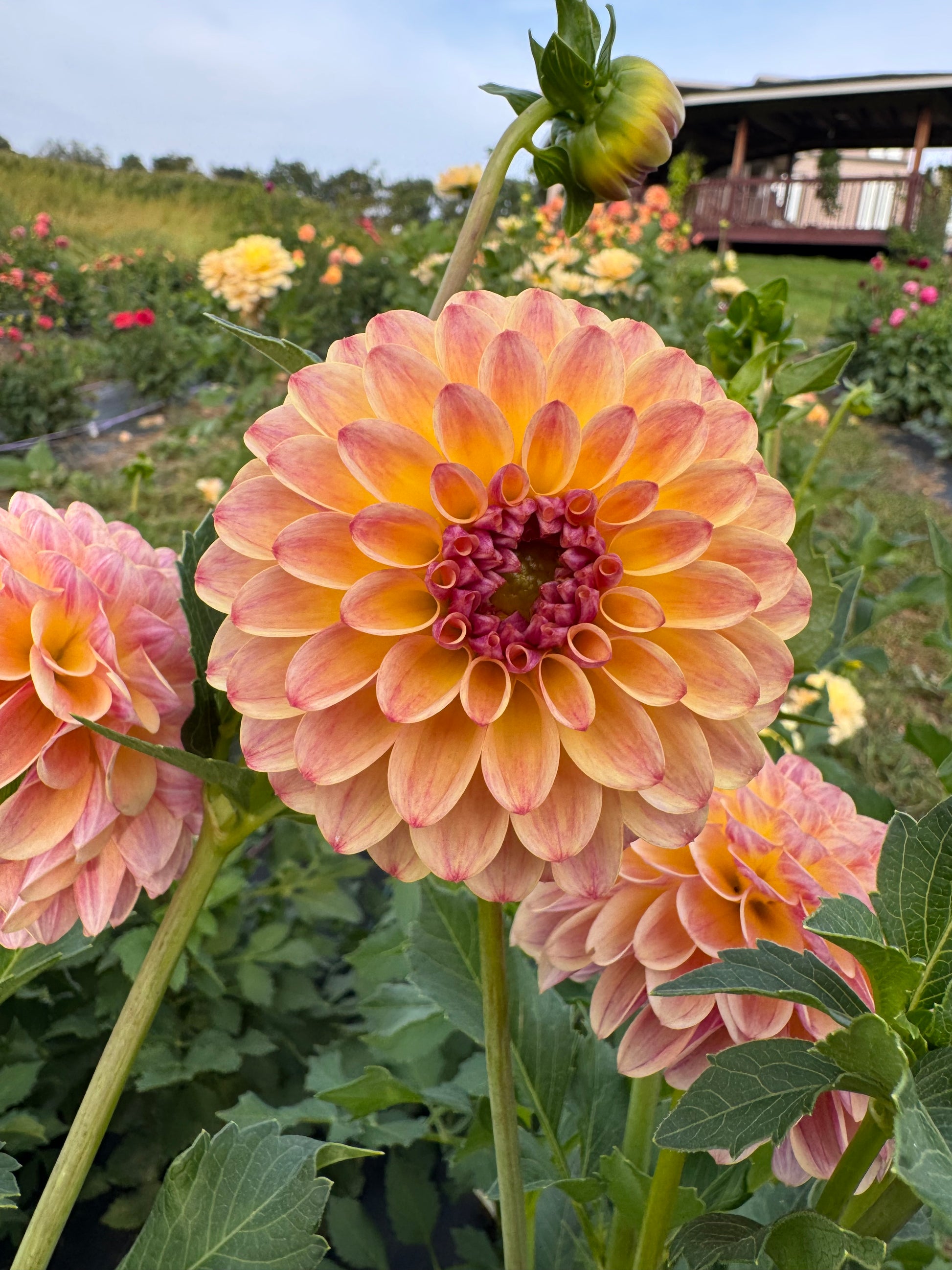 CT Gale – Lavish Lane Flower Company
